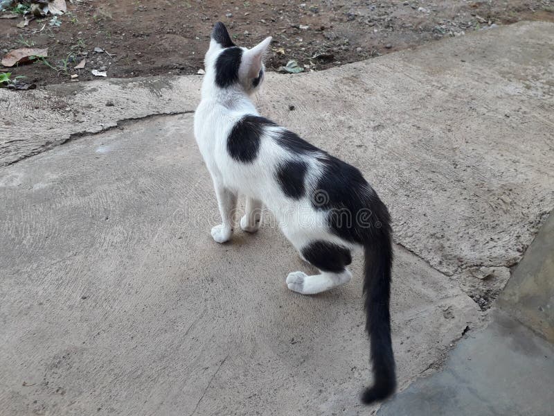 A Javanese Cat with White and Black Fur Facing the Back Stock Image ...