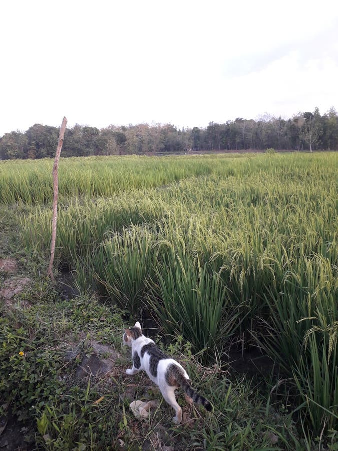 A Javanese Cat with White and Black Fur is Playing in a Rice Field ...