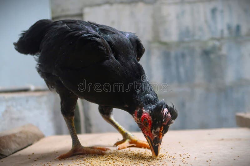 Javanese Chicken with a Big Lump on the Head is Eating Pellets Stock ...