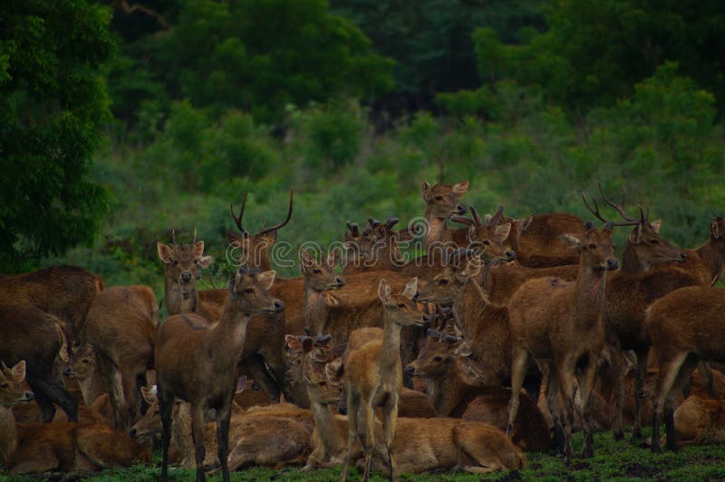 A Group of Deer in the Forest Stock Image - Image of fawn, conservation ...