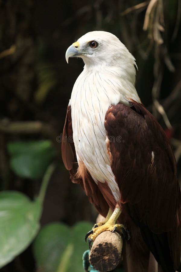 Javanese Eagle Perched on a Tree Branch Stock Image - Image of parrot, animal: 327646089