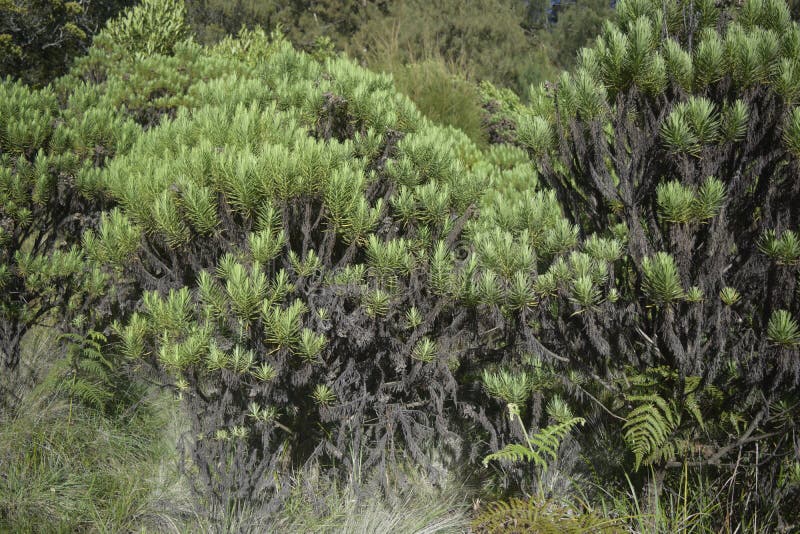 The javanese edelweiss stock image. Image of shrub, javanese - 264278607