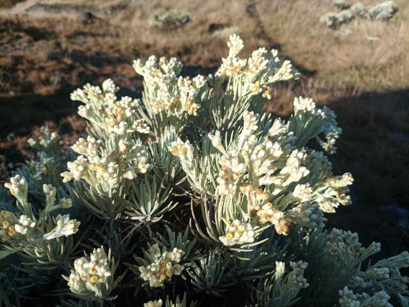 Javanese Edelweiss Flower Indonesia Stock Photo - Image of protected ...