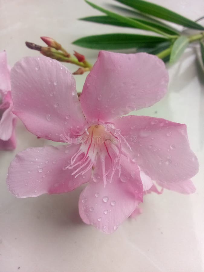 Javanese Frangipani Flowers are Charmingly Beautiful Pink Stock Image ...