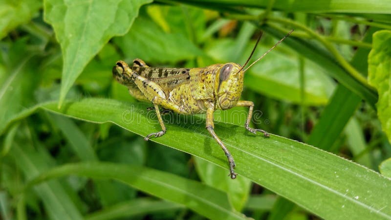 Javanese Grasshopper on Linear Leaf with Green Natural Background Stock ...