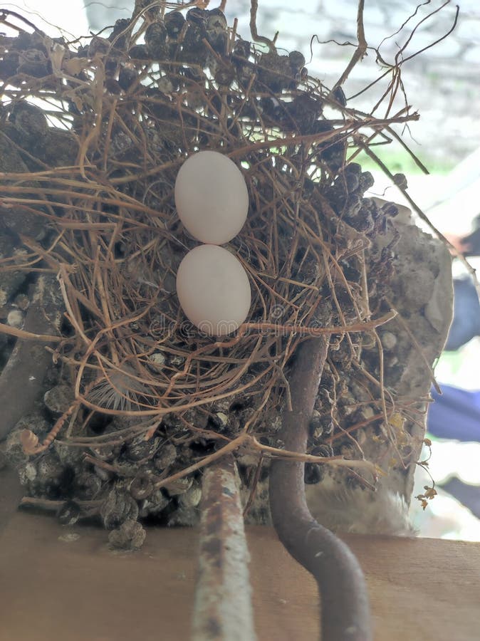 Javanese Local Turtle Dove S Nest Stock Image - Image of doves, nest ...