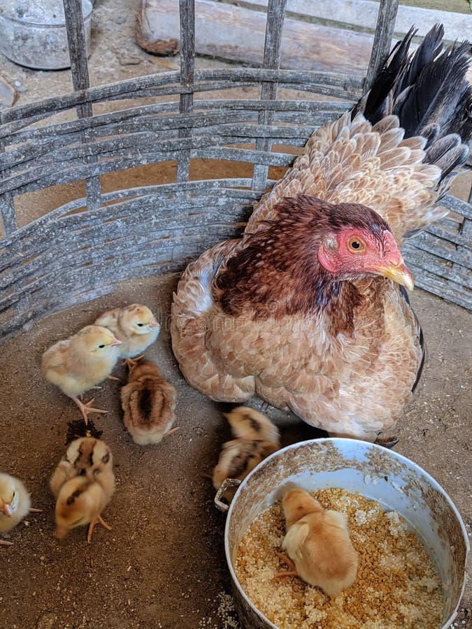 This is a Javanese Mother Hen with Her Newly Hatched Chicks Stock Image ...