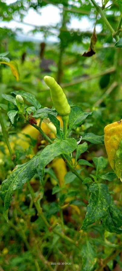 Javanese Original Cayenne Pepper Stock Photo - Image of original, tree ...