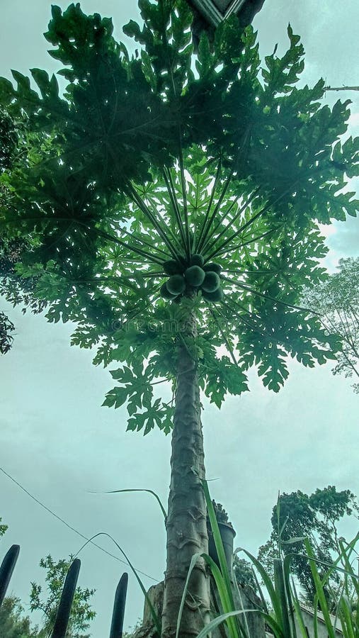 Javanese papaya tree stock image. Image of pepaya, lebat - 337791007