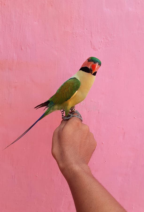 The Javanese Parrot that I Have Has Long Tail Feathers and a Beautiful ...