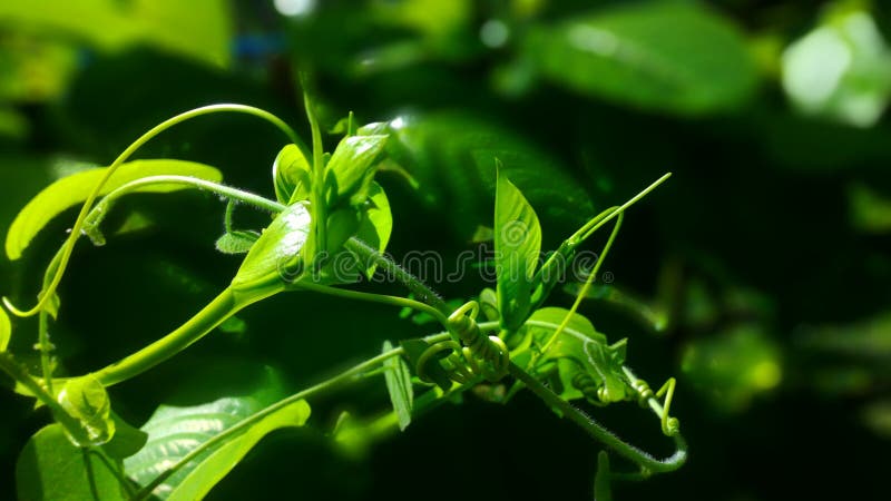 Java Passion Fruit Leaves in the Morning Stock Image - Image of unique ...