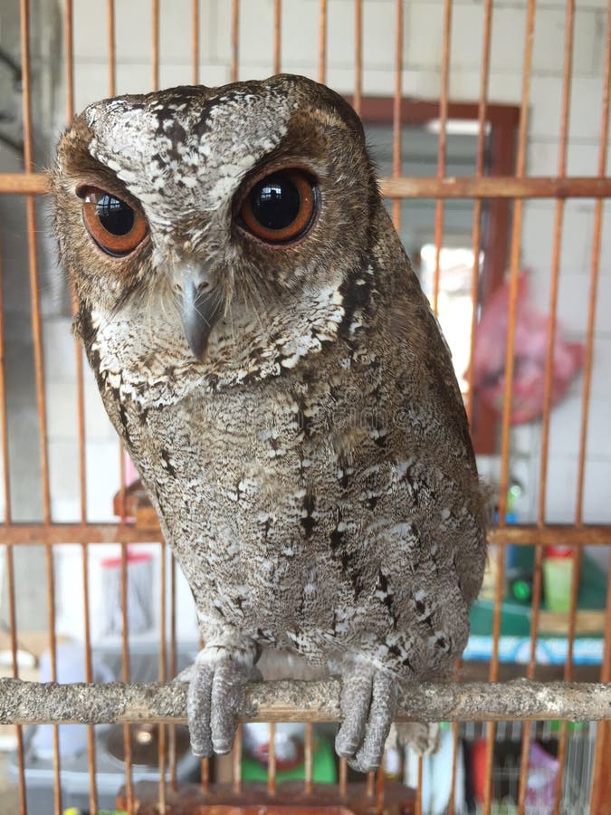Javanese plop owl stock image. Image of beak, land, plop - 211628939