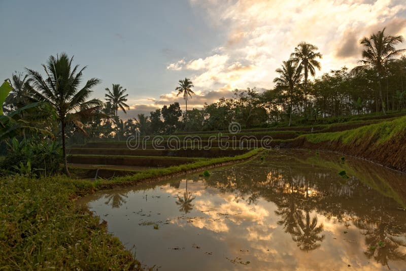 Rice Fields in Munduk in Bali Stock Image - Image of culture ...
