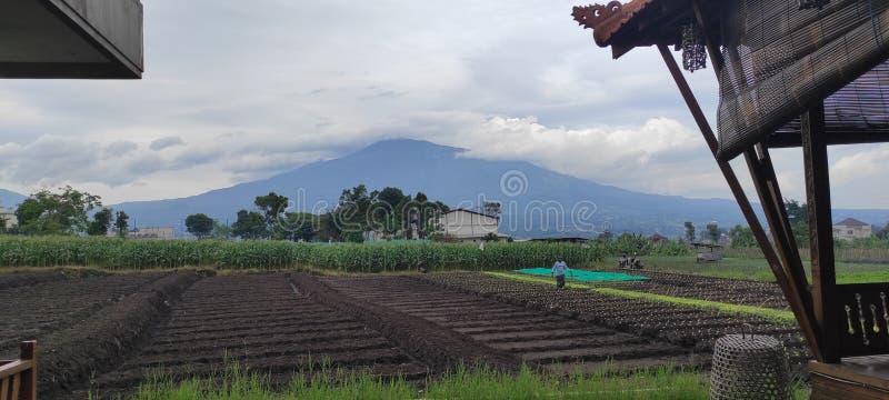 Javanese Rice Paddy Fields and Mountain View Stock Photo - Image of ...