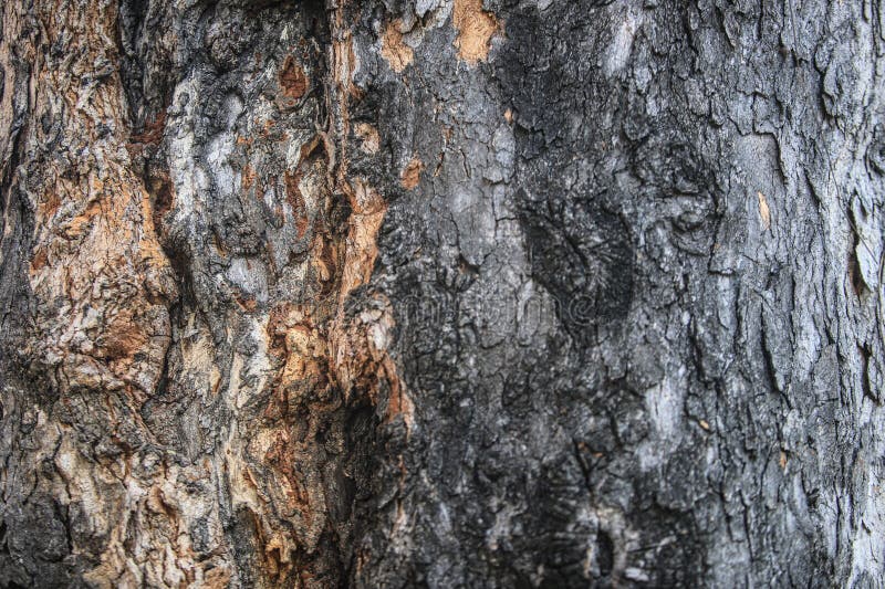 Javanese Tamarind Tree Bark Texture Stock Photo - Image of tamarind ...