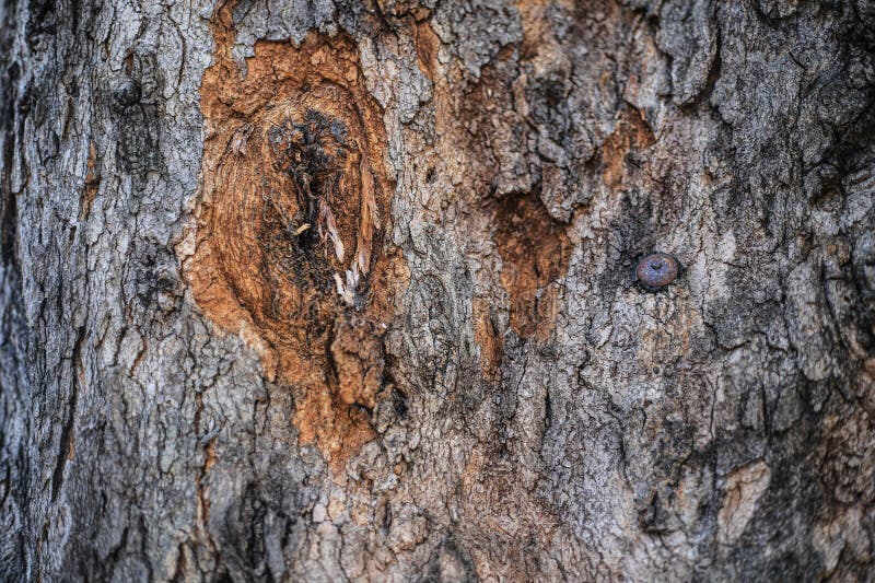 Javanese Tamarind Tree Bark Texture Stock Photo - Image of tamarind ...