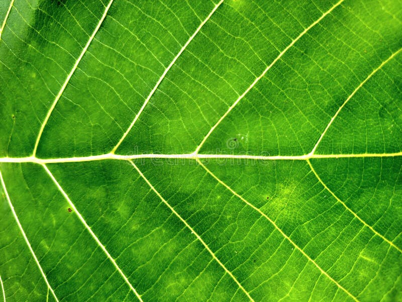 Javanese Teak Tree Leaf Motif Line Stock Photos - Free & Royalty-Free ...