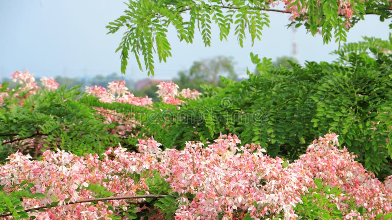 Blooming Cassia Javanica, Pink Shower, Java Cassia, Apple Blossom Tree ...