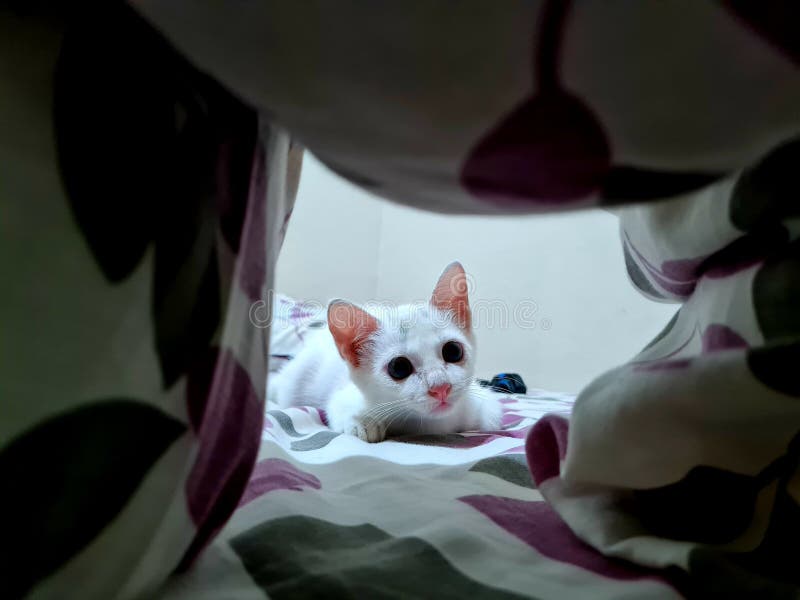 Javanis Cat Stock Photos - Free & Royalty-Free Stock Photos from Dreamstime