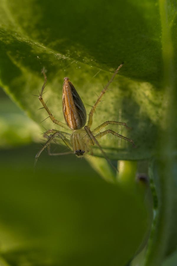 Javanus Dos Oxyopes Da Aranha Do Lince Foto de Stock - Imagem de ...