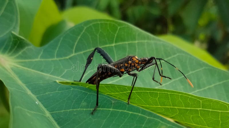 The Leaf - Footed Plant Bug Stock Image - Image of invertebrate, leaf ...