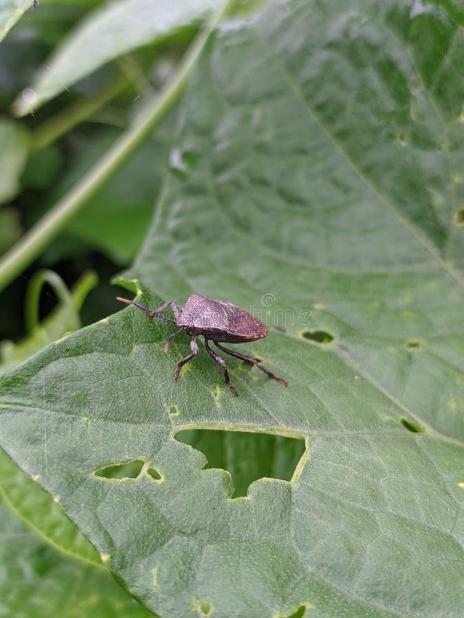 A Javelin Relaxing on a Leaf Stock Photo - Image of flower, insect ...