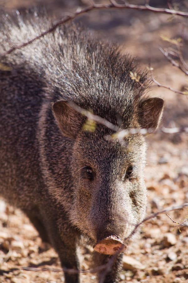 Javelina stock photo. Image of mammal, omnivore, predator - 12434586