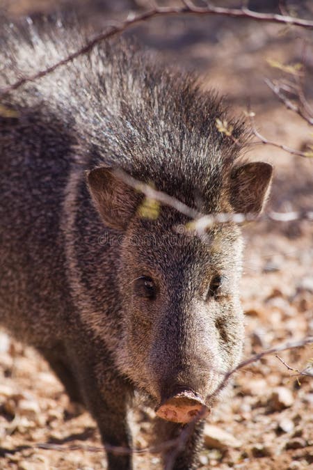 Javelina Face Clipart Stock Photos - Free & Royalty-Free Stock Photos ...
