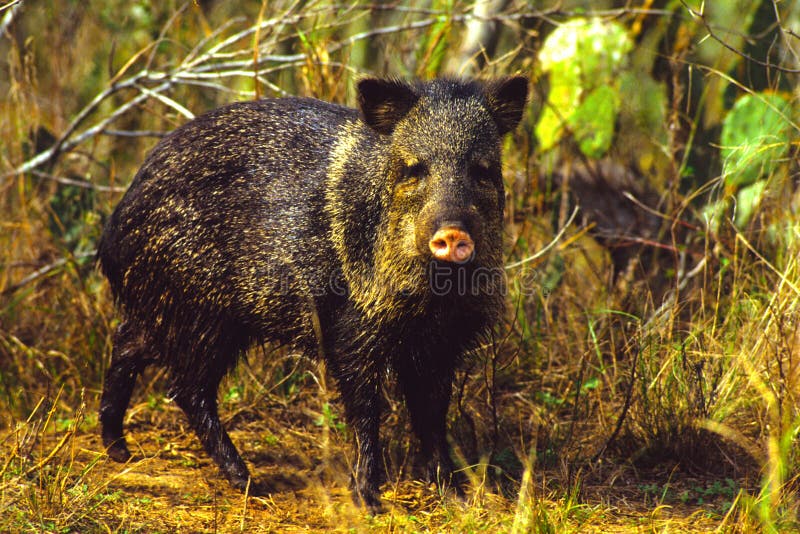 Javelina stock photo. Image of arizona, southwest, boar - 12685172