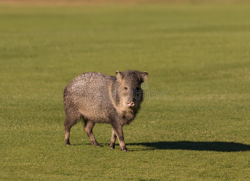 Javelina stock photo. Image of arizona, southwest, boar - 12685172