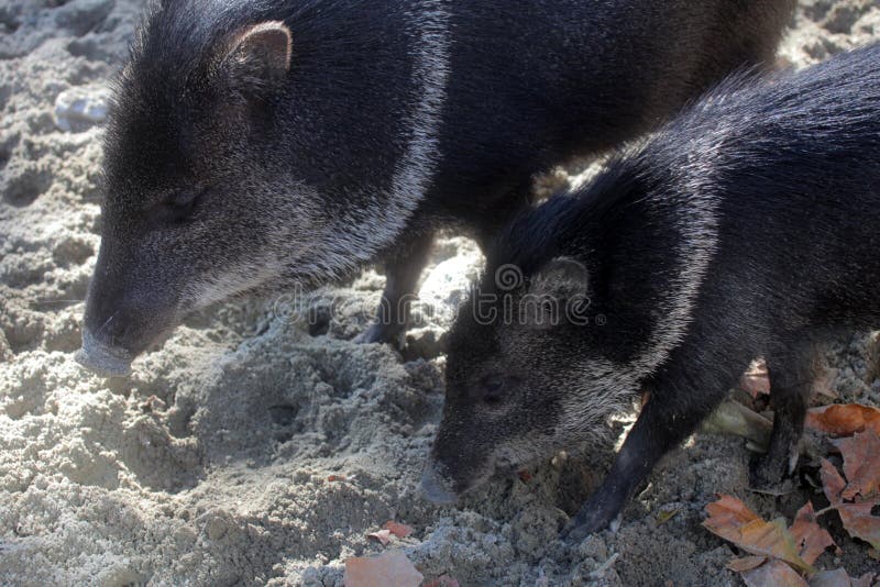 Javelina or Collared Peccary Stock Photo - Image of predator, hoof ...