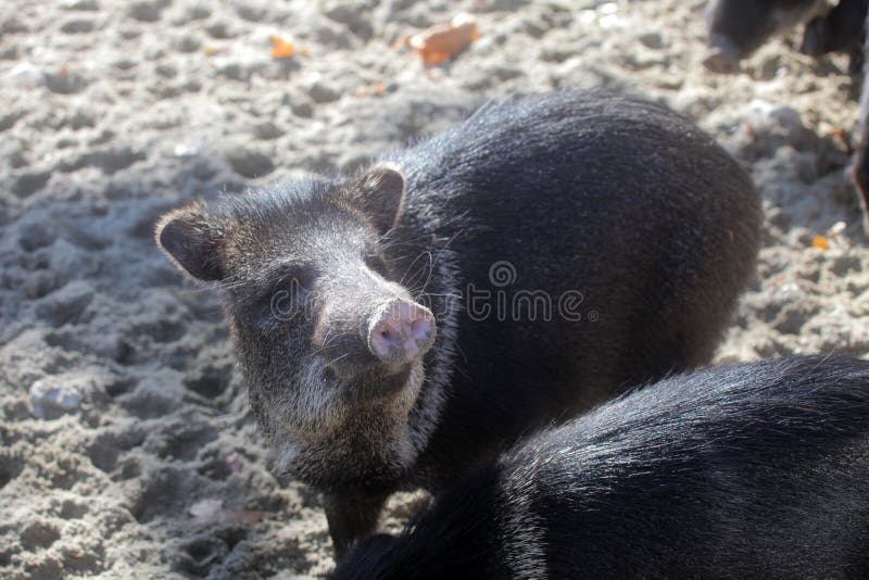 Javelina or Collared Peccary Stock Photo - Image of predator, hoof ...
