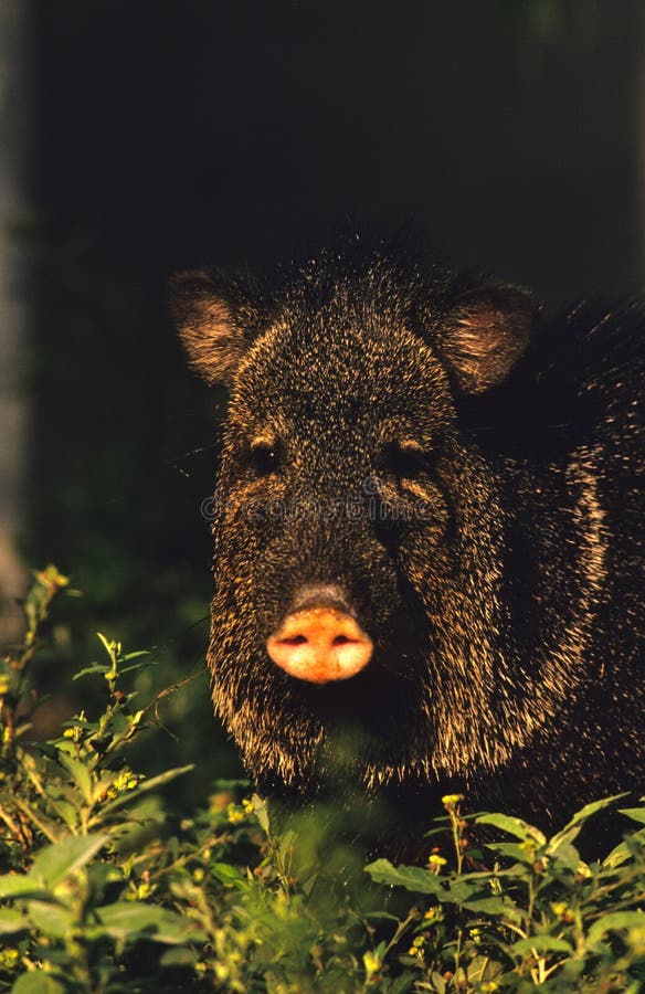 Javelina Portrait stock photo. Image of nature, wild, southwest - 9773200