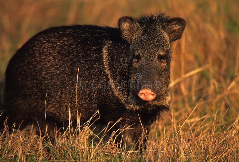 Javelina Standing Broadside Stock Photo - Image of texas, wild: 9780700