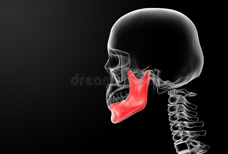 Jaw Anatomy Stock Illustrations – 7,698 Jaw Anatomy Stock Illustrations ...