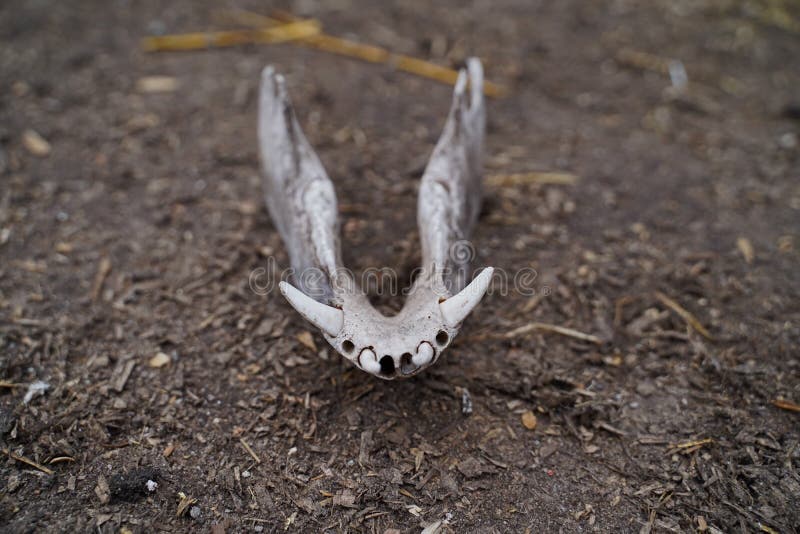 Jaw bone of a deceased pig stock photo. Image of ground - 266056182