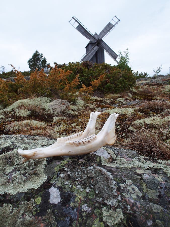 Jaw bone of a deer stock photo. Image of mammal, building - 364084306