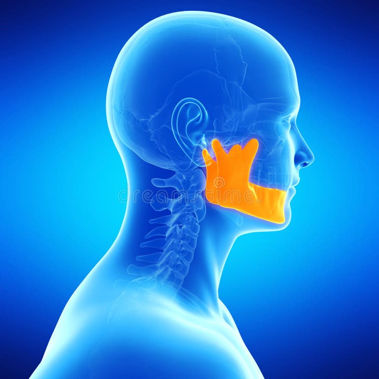 Jaw Bone Illustration Stock Illustrations – 2,987 Jaw Bone Illustration ...