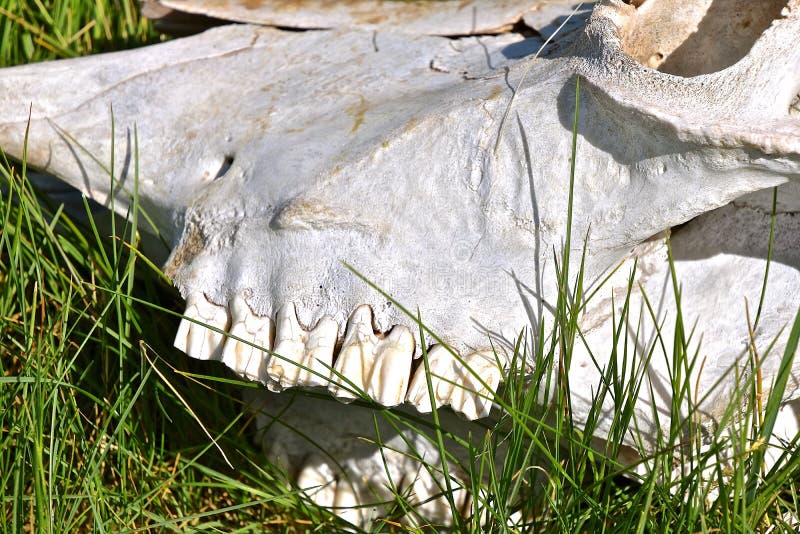 Jaw Bone and Teeth of a Skull of a Cow Stock Image - Image of molar ...