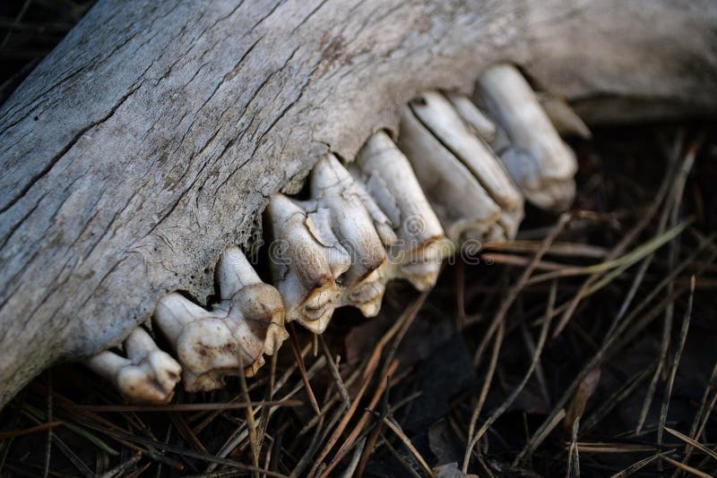 Dead Cow Farm Animal Corpse Cattle Stock Photos - Free & Royalty-Free ...