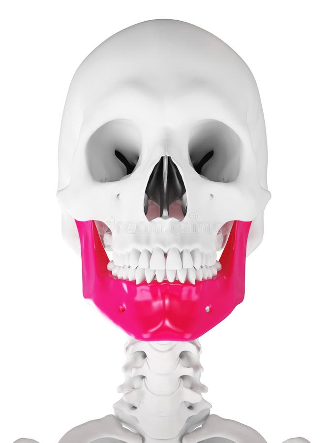 The jaw stock illustration. Illustration of biology - 168625454