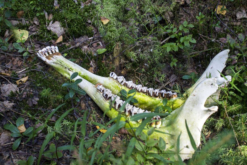 Dead Moose Stock Photos - Free & Royalty-Free Stock Photos from Dreamstime