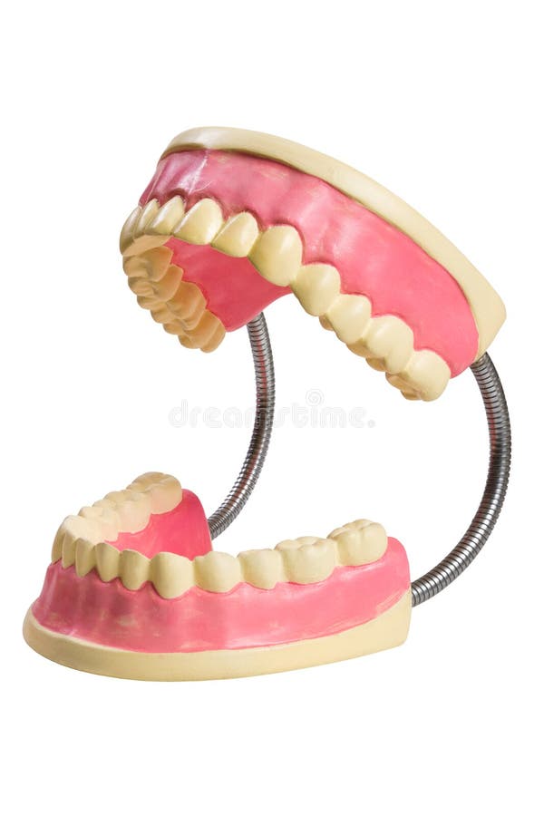 Jaw of Dentist S Sample Teeth Stock Image - Image of body, medicine ...