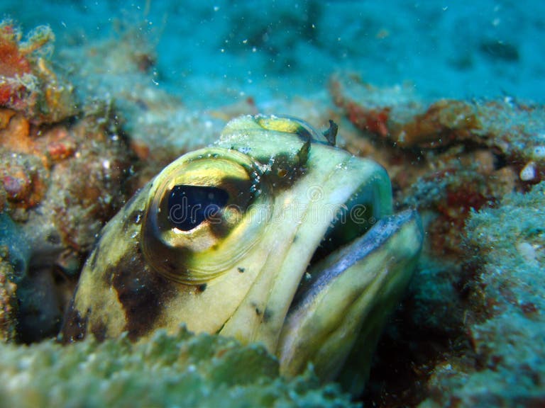 Jaw fish stock photo. Image of hide, angry, hole, coral - 947524