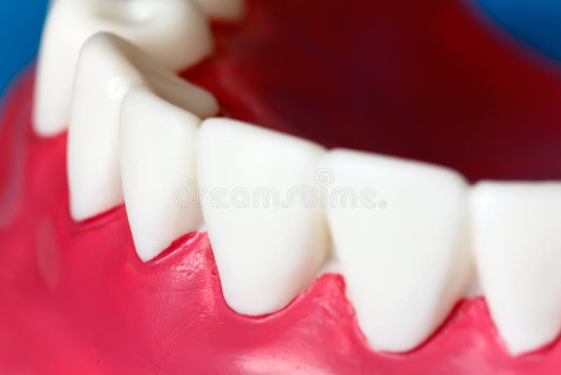 Jaw Model With Human Teeth Picture. Image: 20229416