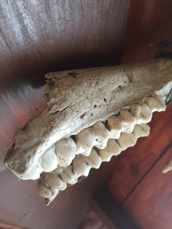 Jaw and teeth of boar stock image. Image of mouth, teeth - 57016223