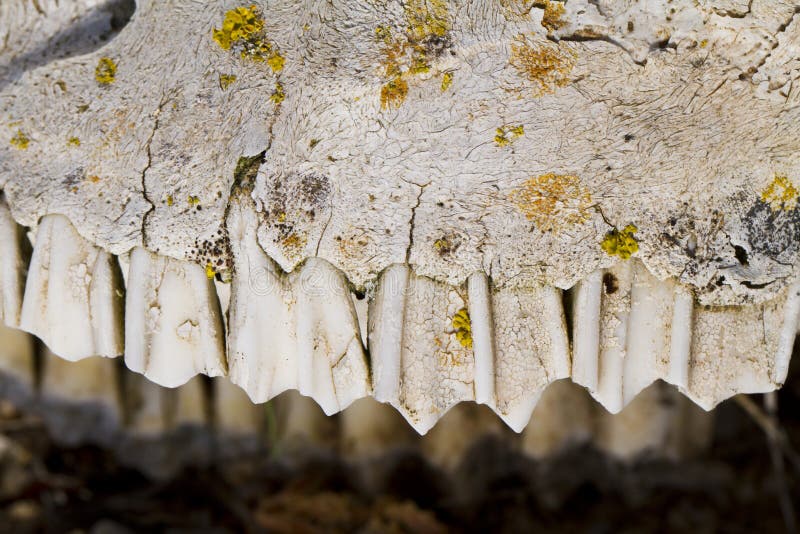 Jaw with teeth of sheep stock photo. Image of hunting - 105941364