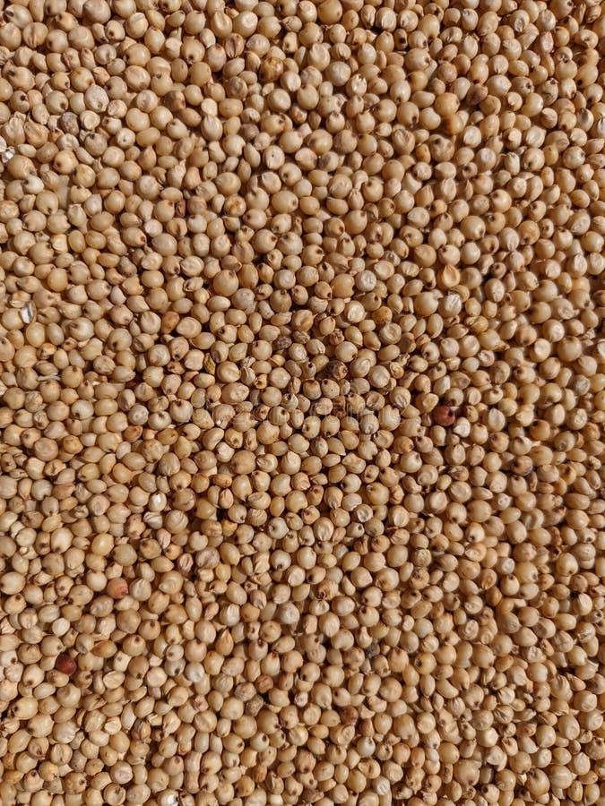 Jawar Grain Seeds in Sunlight for Dry Stock Photo - Image of grain ...