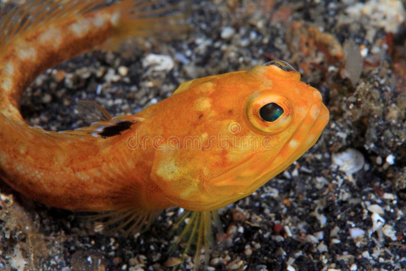 Young puffer fish stock image. Image of colourful, resting - 33069113