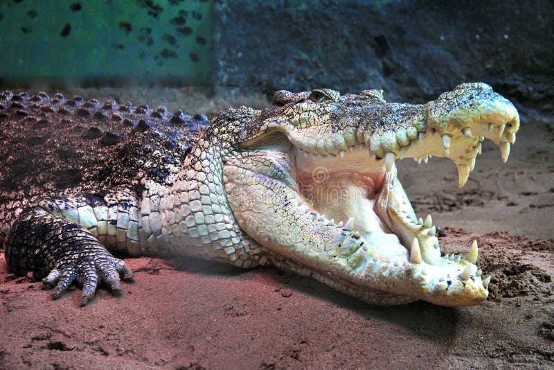 Jaws stock photo. Image of wildlife, teeth, claws, crocodile - 64499016